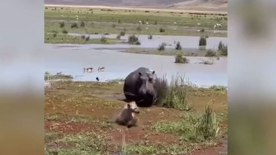 Schrecksekunde auf Video: Hyäne entgeht nur knapp Nilpferd-Attacke
